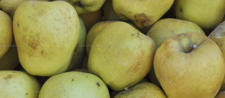 29 Juicy Seasonal Greek Fruits You Need to Taste - Urban Organic