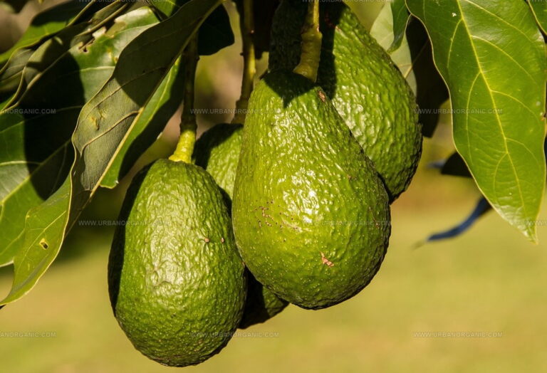 What Do Avocados Taste Like? The Buttery Wonder Explained - Urban Organic