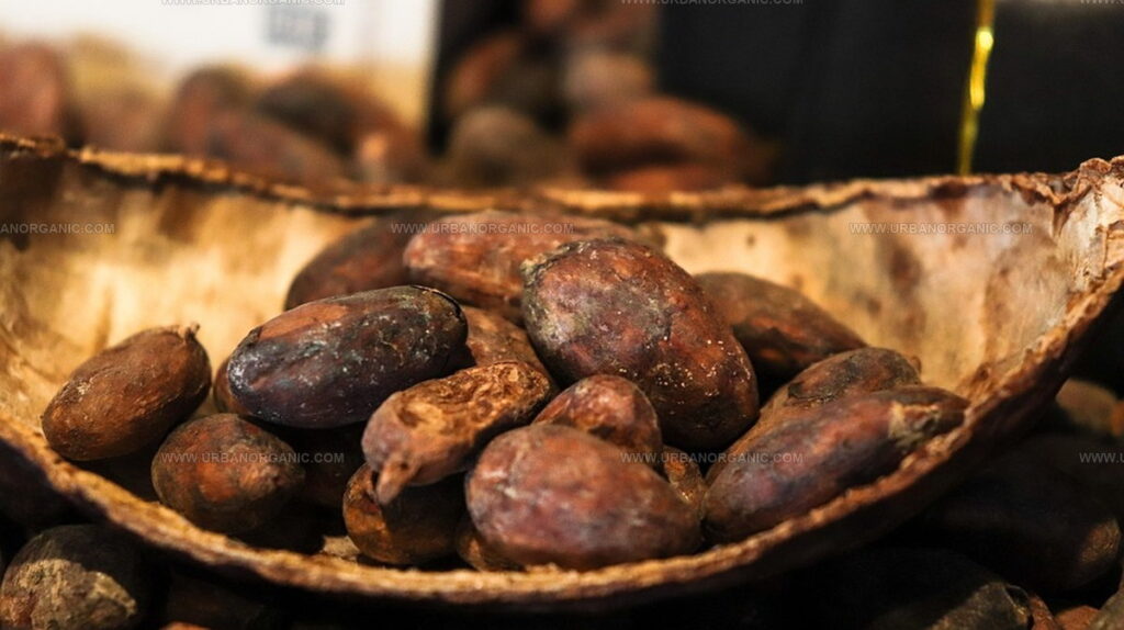 What Does Cacao Taste Like? Discover the Bold, Raw Flavor - Urban Organic