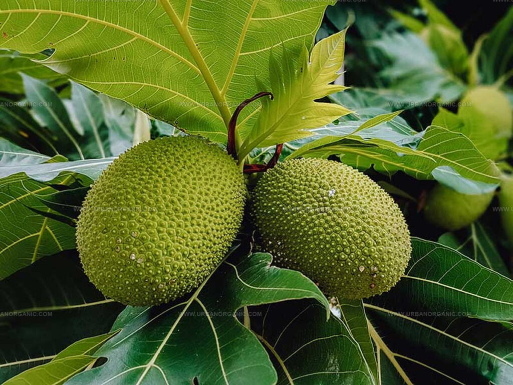 What Does Breadfruit Taste Like? It's Nature's Chameleon Treat! - Urban Organic