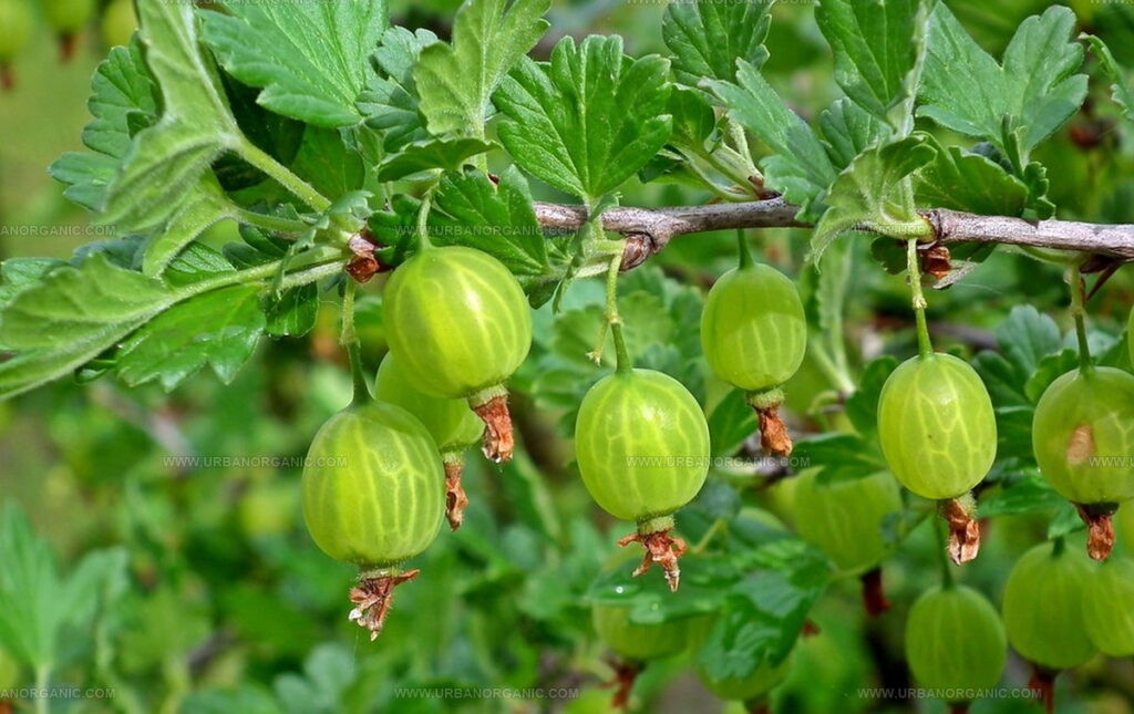 What Do Gooseberries Taste Like? Tart Gems with a Sweet Secret - Urban ...